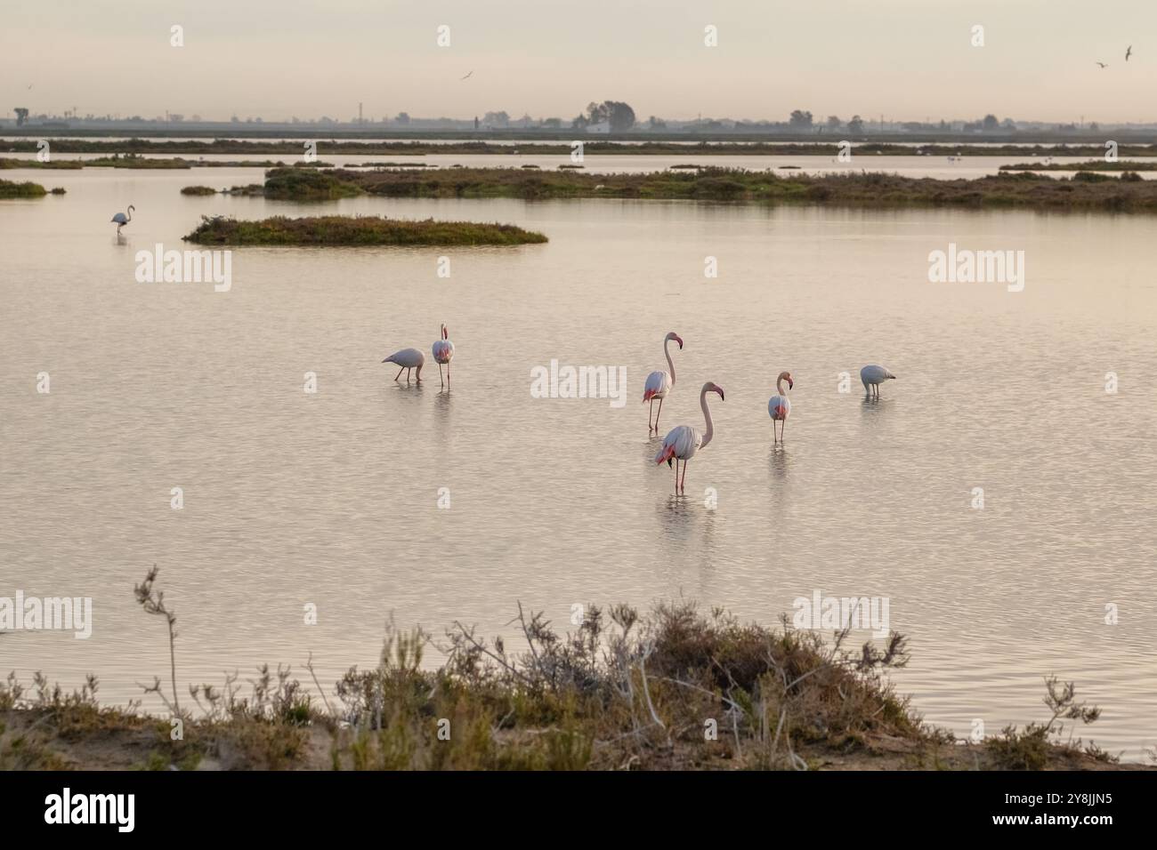 Beautiful landscape with flamingos at Albufera Natural Park in Valencia ...