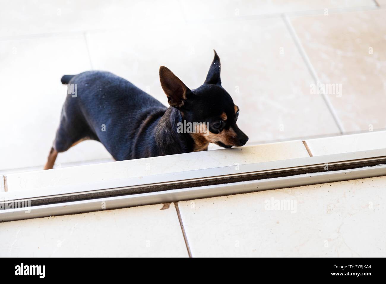 Pinscher dog. Beautiful and docile Stock Photo - Alamy