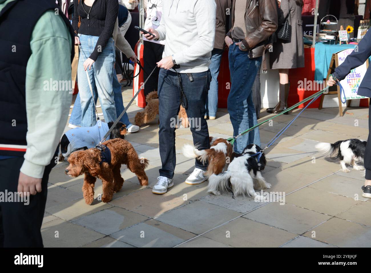 Chelsea Dog Day 5th October 2024 Stock Photo - Alamy