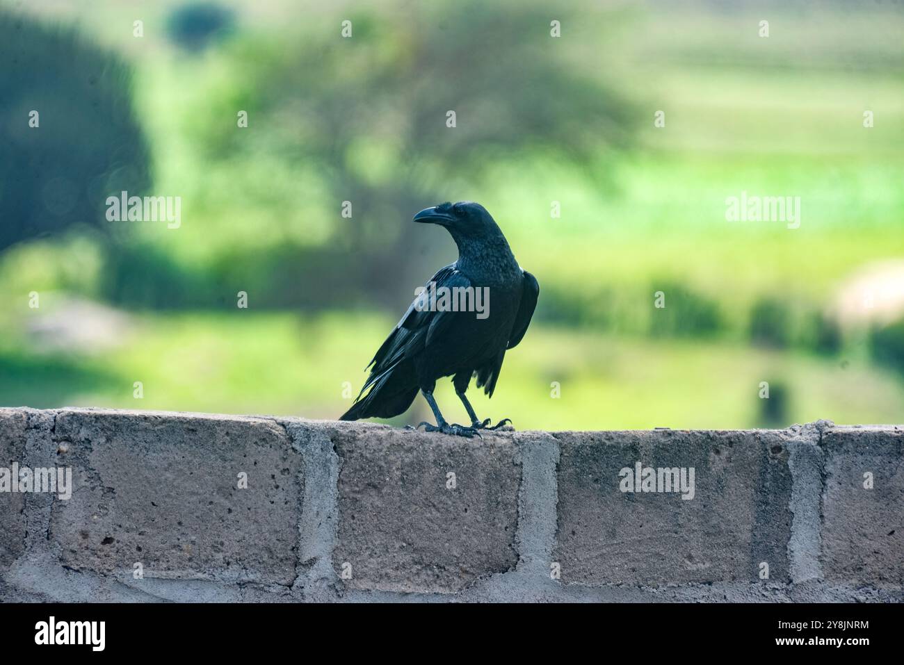 Birds raven bird paradise hi-res stock photography and images - Alamy