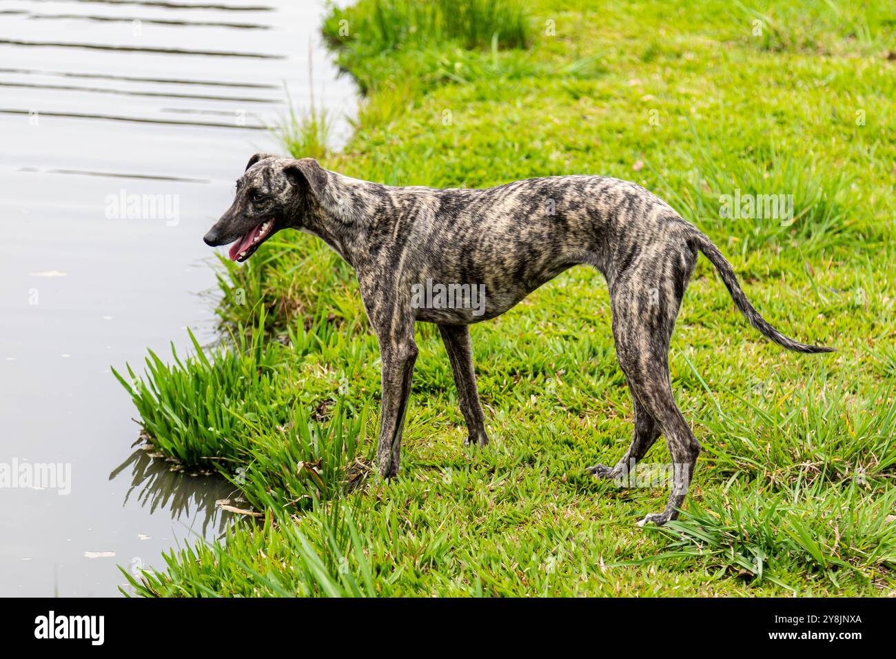 Black whippet puppy hi-res stock photography and images - Alamy
