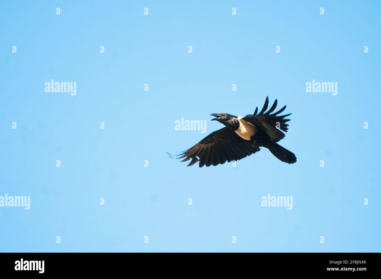Pied Crow (Corvus albus Stock Photo - Alamy