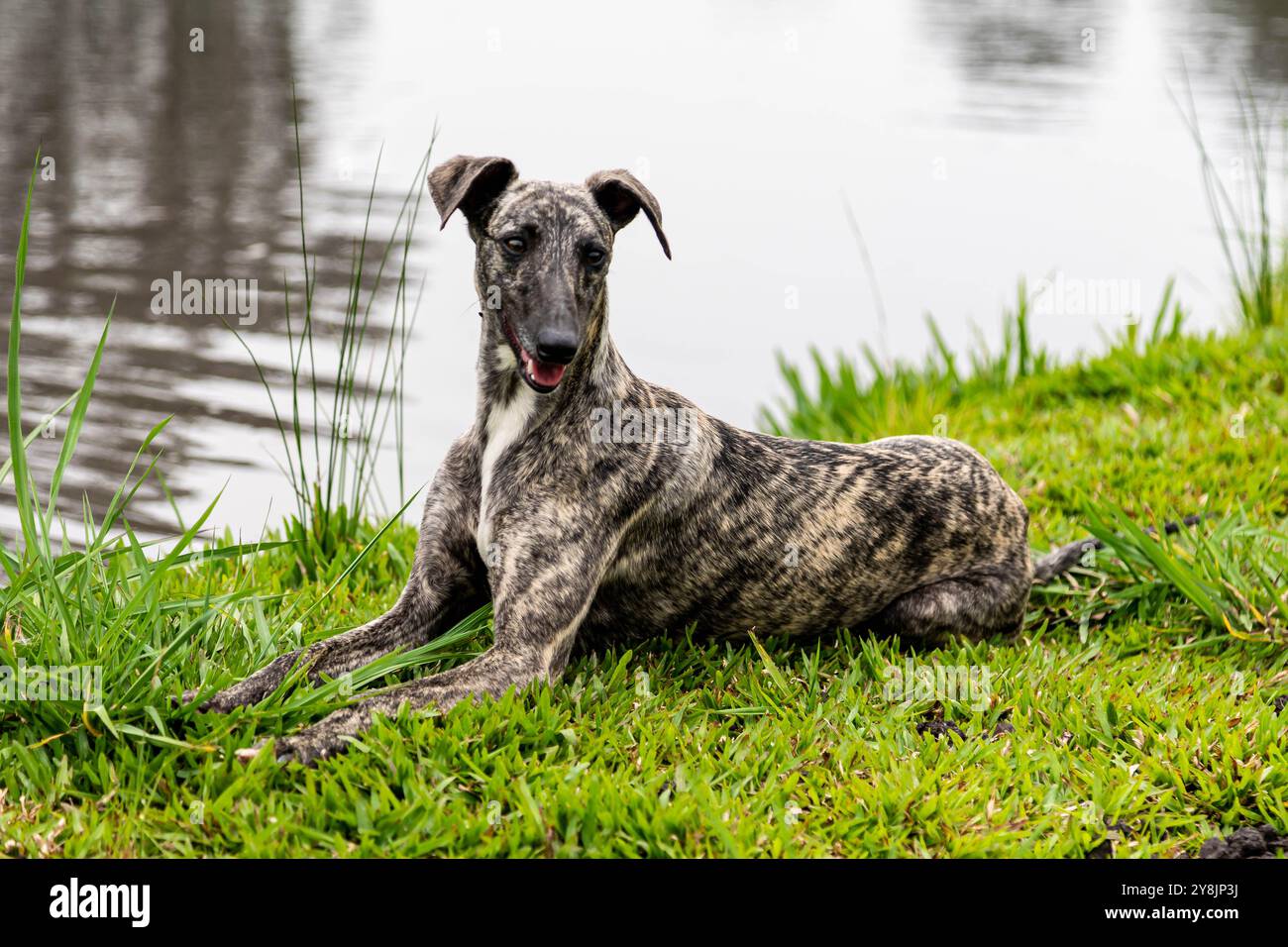 Whippet greyhound dog. Whippet greyhound Stock Photo - Alamy