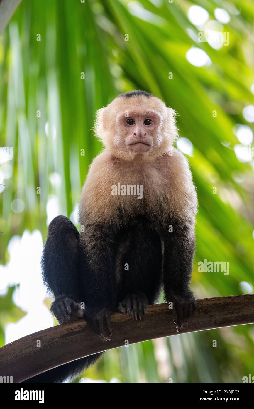 Panamanian white-faced Capuchin Monkey(s) (Cebus imitator) in Costa ...