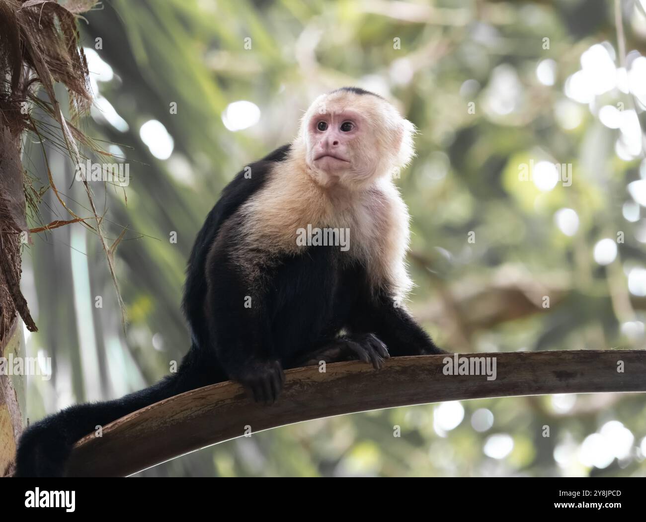 Panamanian white-faced Capuchin Monkey(s) (Cebus imitator) in Costa ...