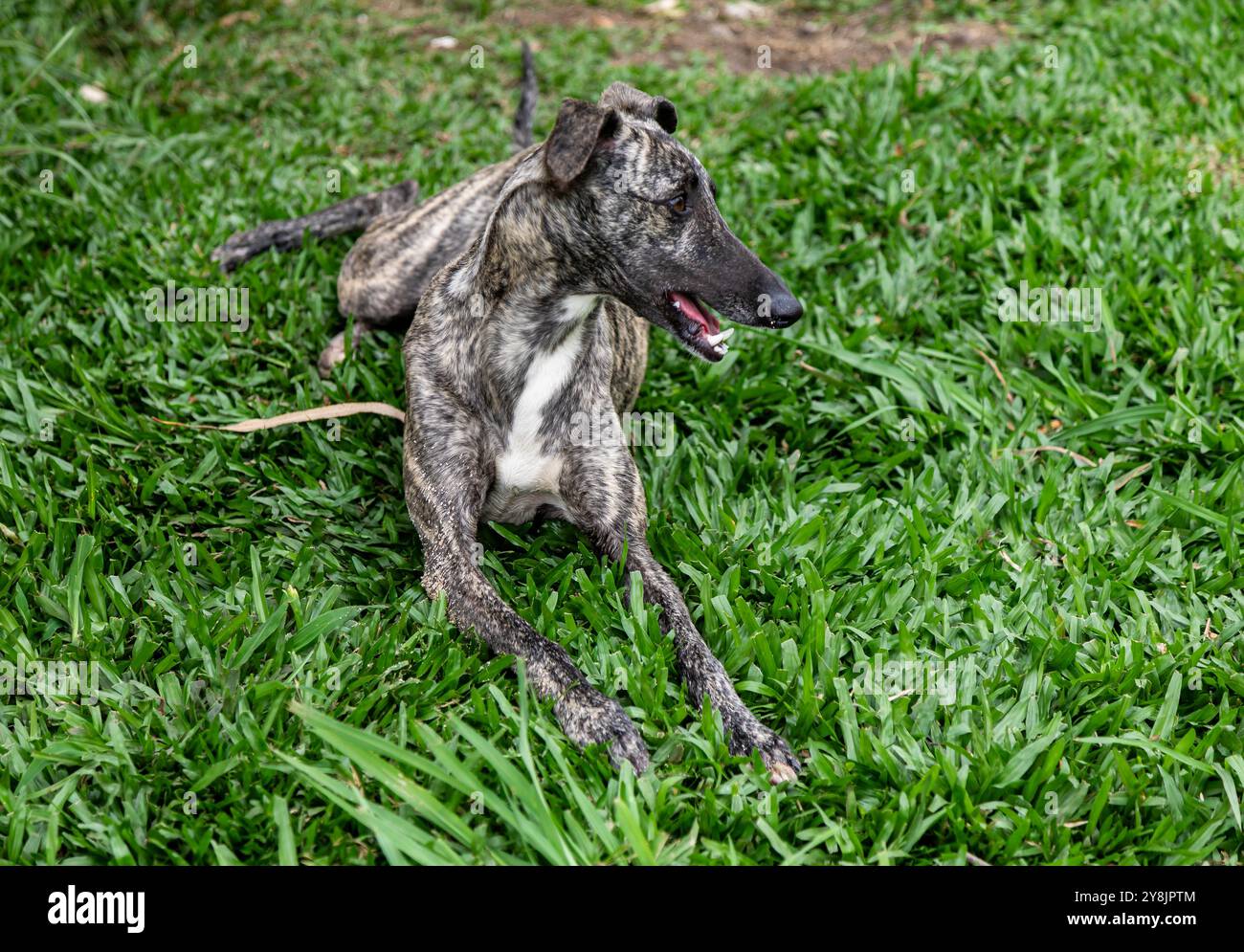 Whippet greyhound dog. Whippet greyhound Stock Photo - Alamy