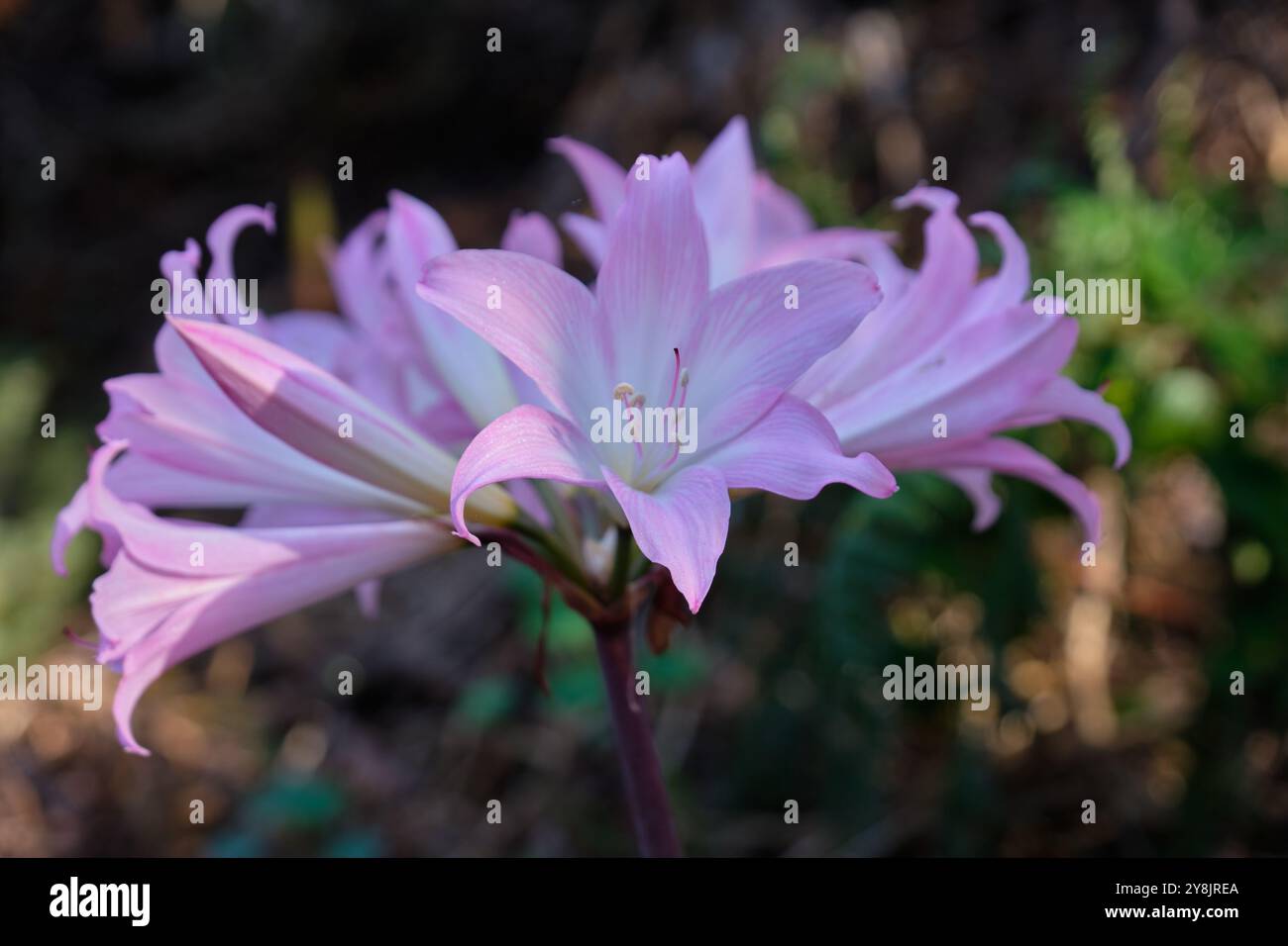 Pink flowers along Wild Dog Creek - Apollo Bay, Victoria, Australia ...