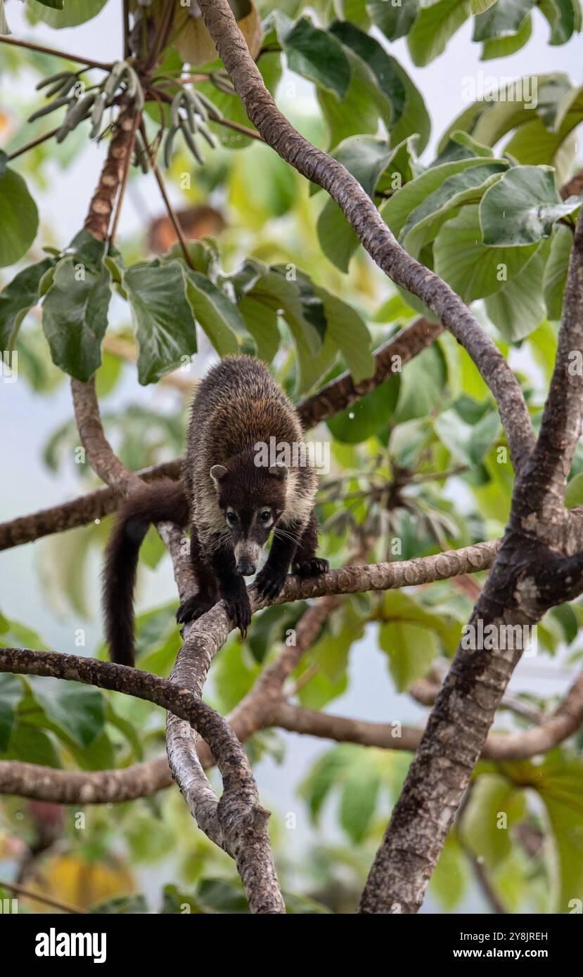 White-nosed Coati (Nasua narica) of Costa Rica Stock Photo - Alamy