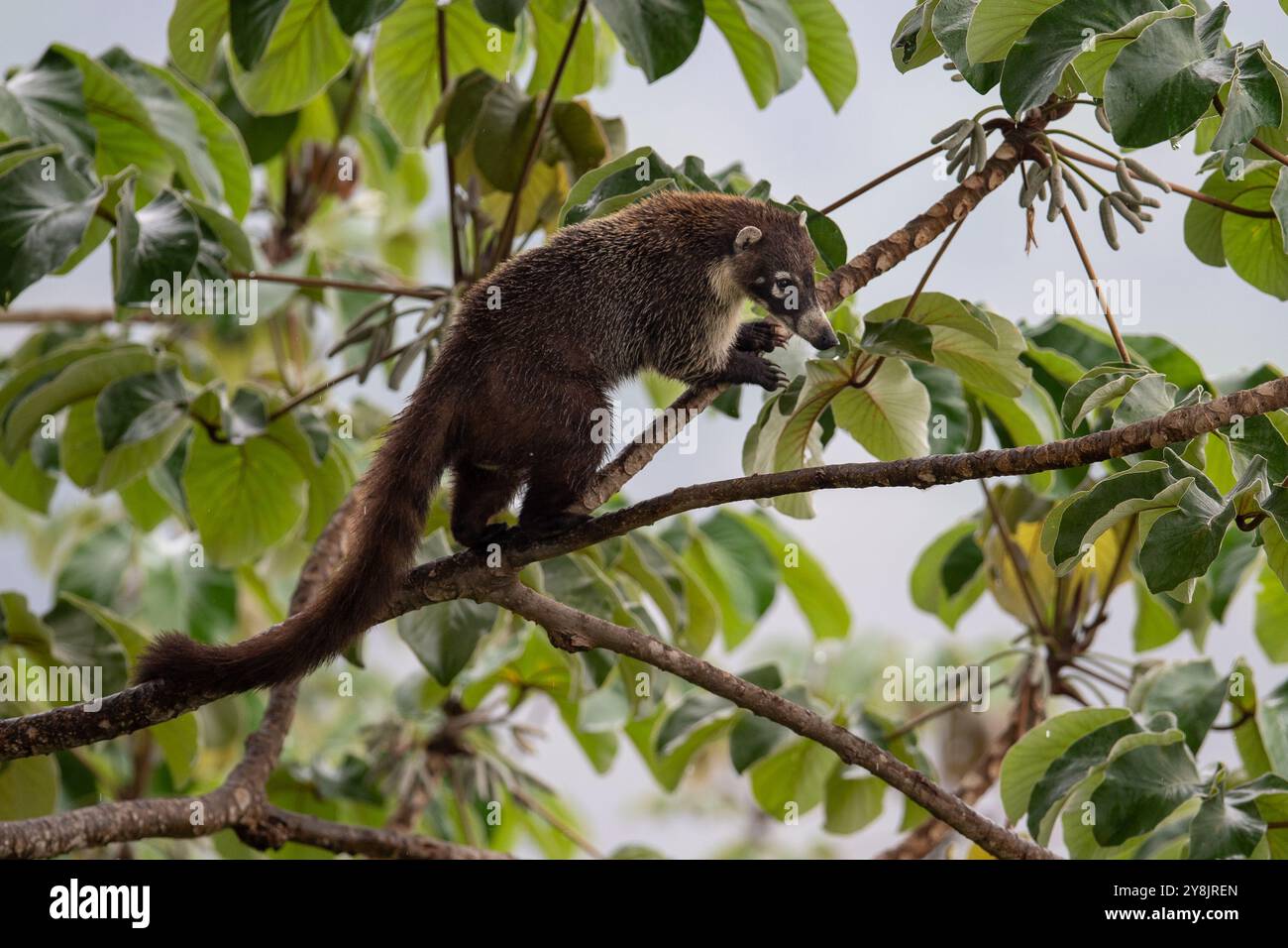 White-nosed Coati (Nasua narica) of Costa Rica Stock Photo - Alamy