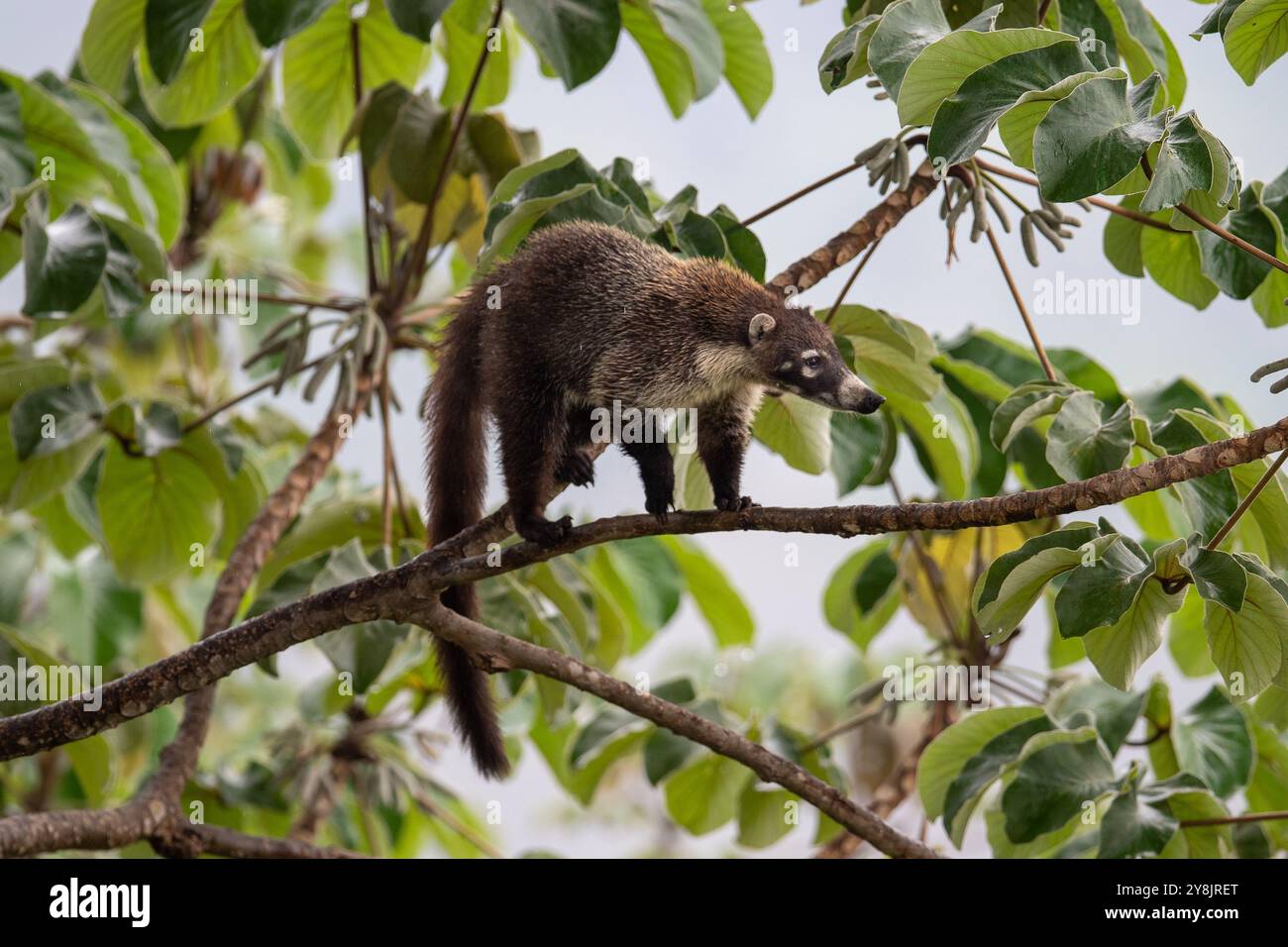 White-nosed Coati (Nasua narica) of Costa Rica Stock Photo - Alamy