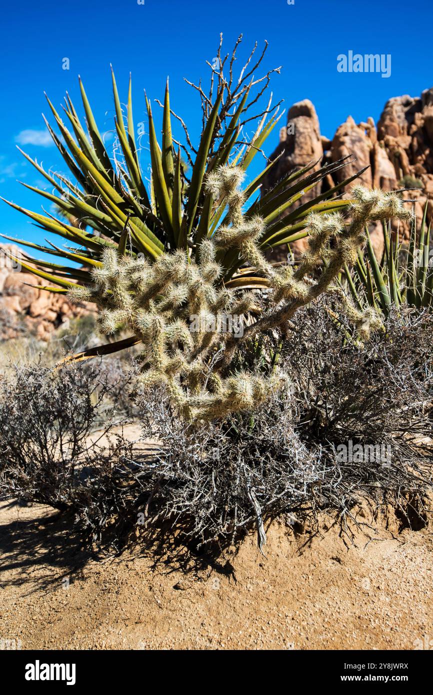 Hidden Valley Nature Trail, Joshua Tree National Park, California. It ...