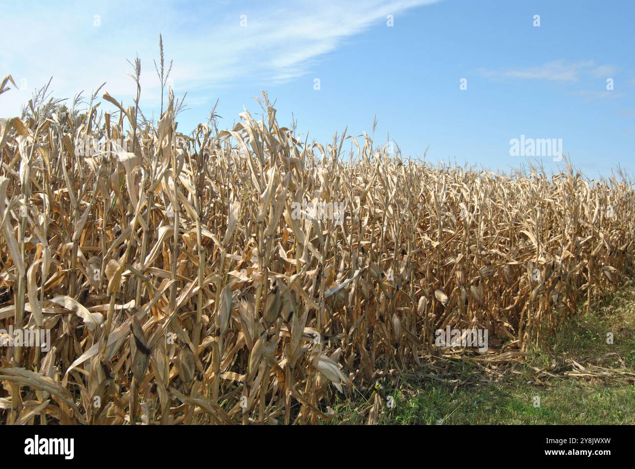 Homer glen hi-res stock photography and images - Alamy