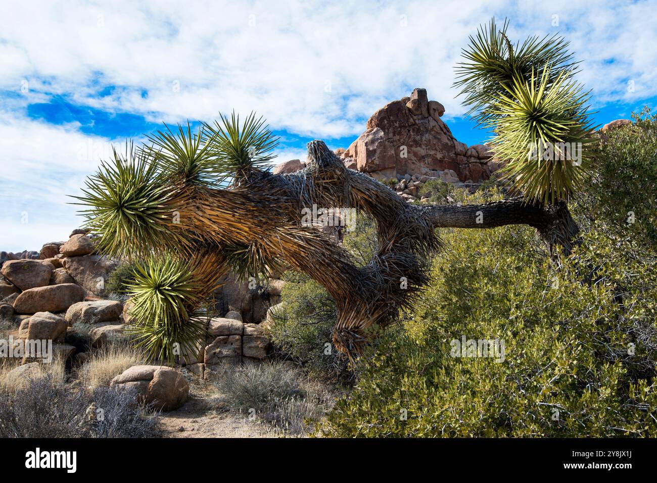 Hidden Valley Nature Trail, Joshua Tree National Park, California. It ...