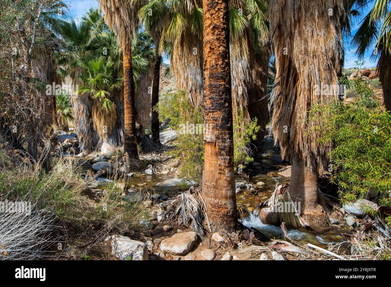 Murray Canyon Trail, Indian Canyons, Palm Springs. A tranquil desert ...
