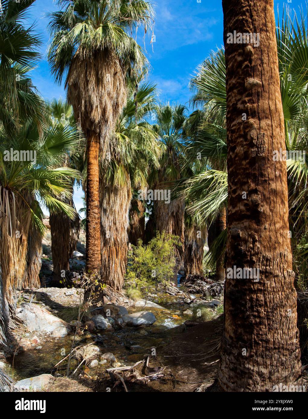 Murray Canyon Trail, Indian Canyons, Palm Springs. A tranquil desert ...