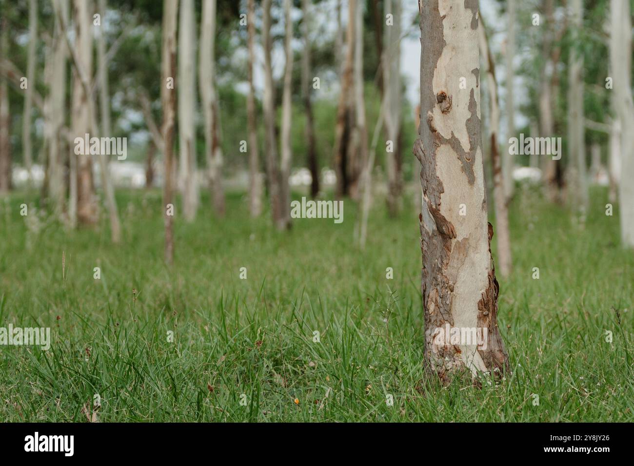 Nu guasu park hi-res stock photography and images - Alamy