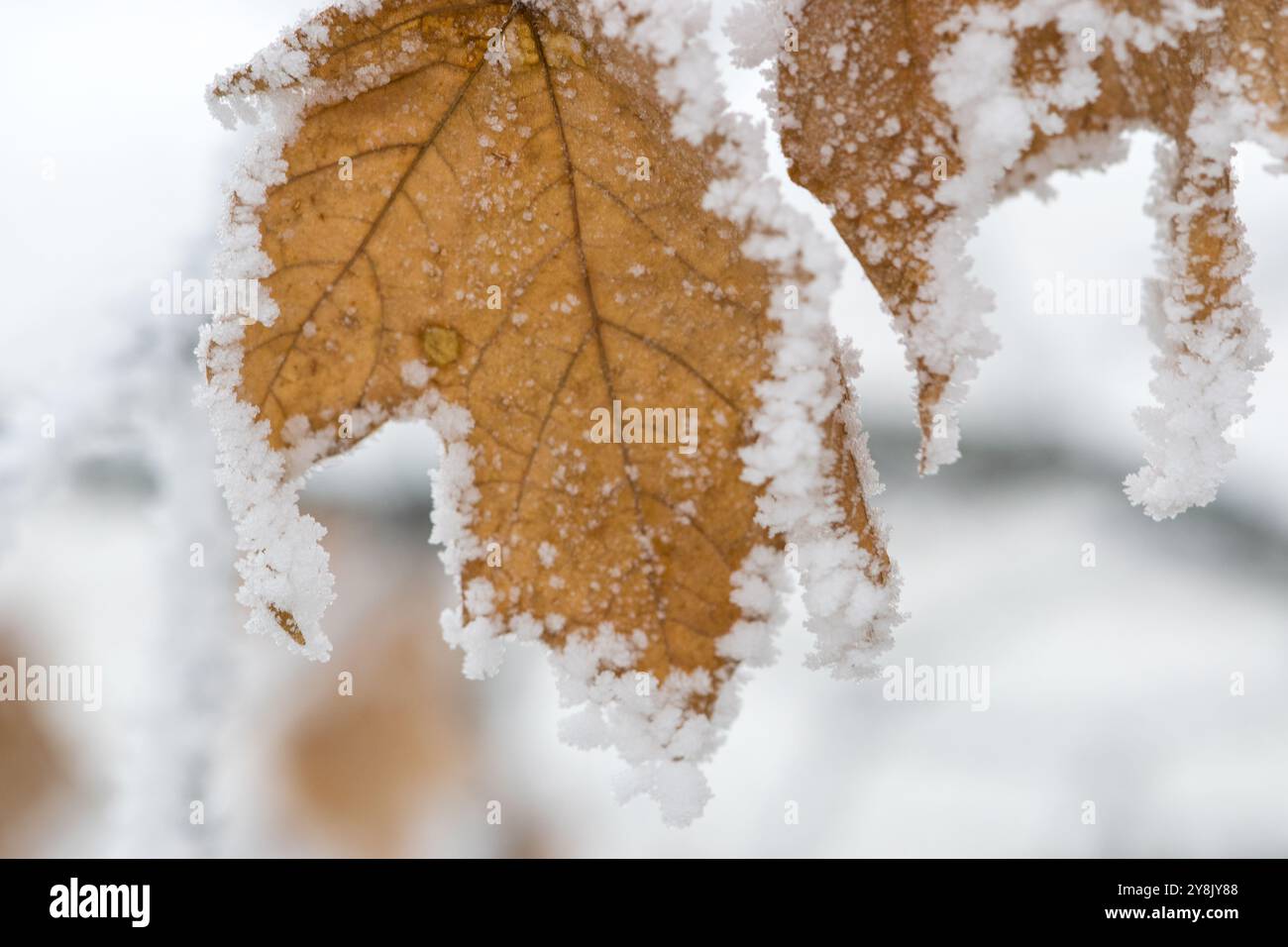 golden leaf covered in frost and snow Stock Photo - Alamy