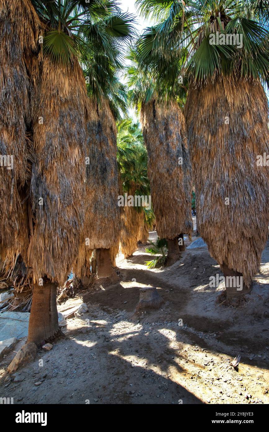 Palm Canyon is one of the areas of great beauty in Western North ...