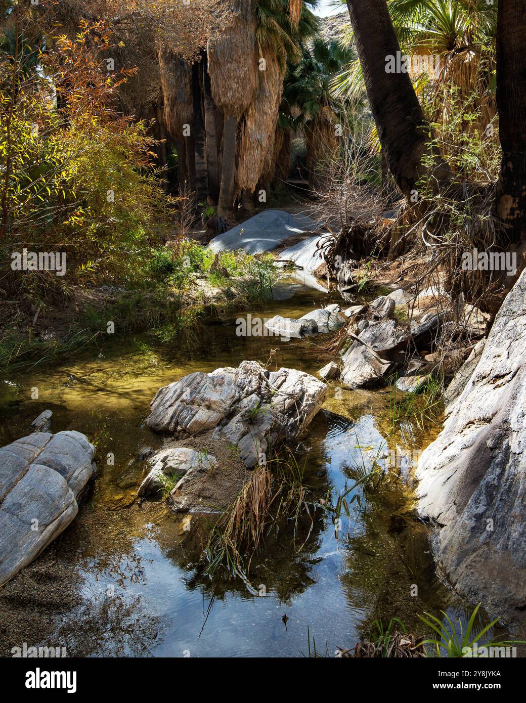 Palm Canyon is one of the areas of great beauty in Western North ...