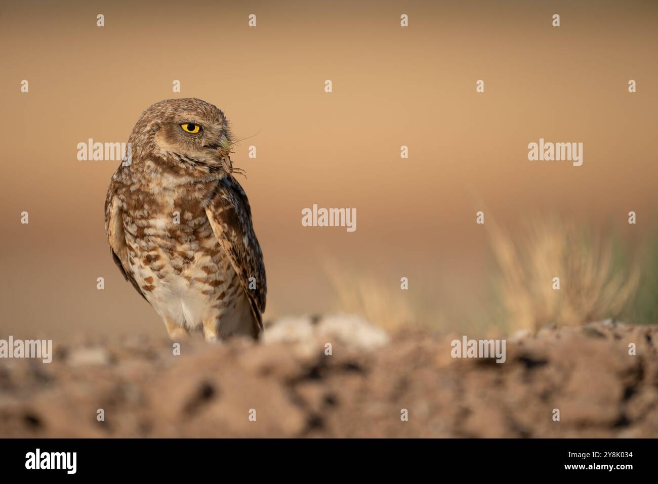 A pair of burrowing owls perch on a do not bury sign, Salton Sea ...