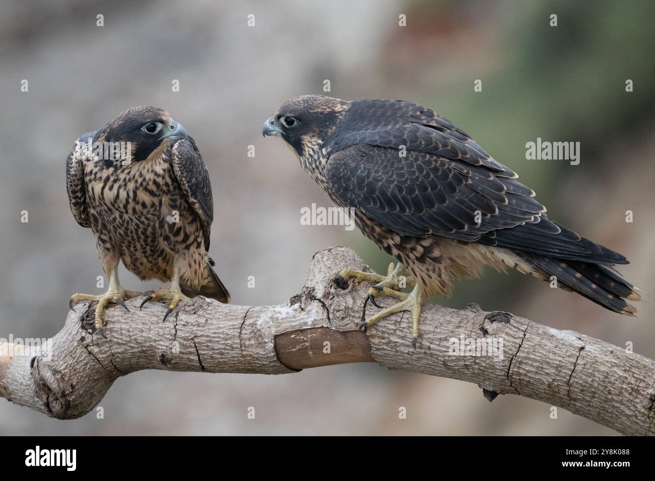 Peregrine pair hi-res stock photography and images - Alamy