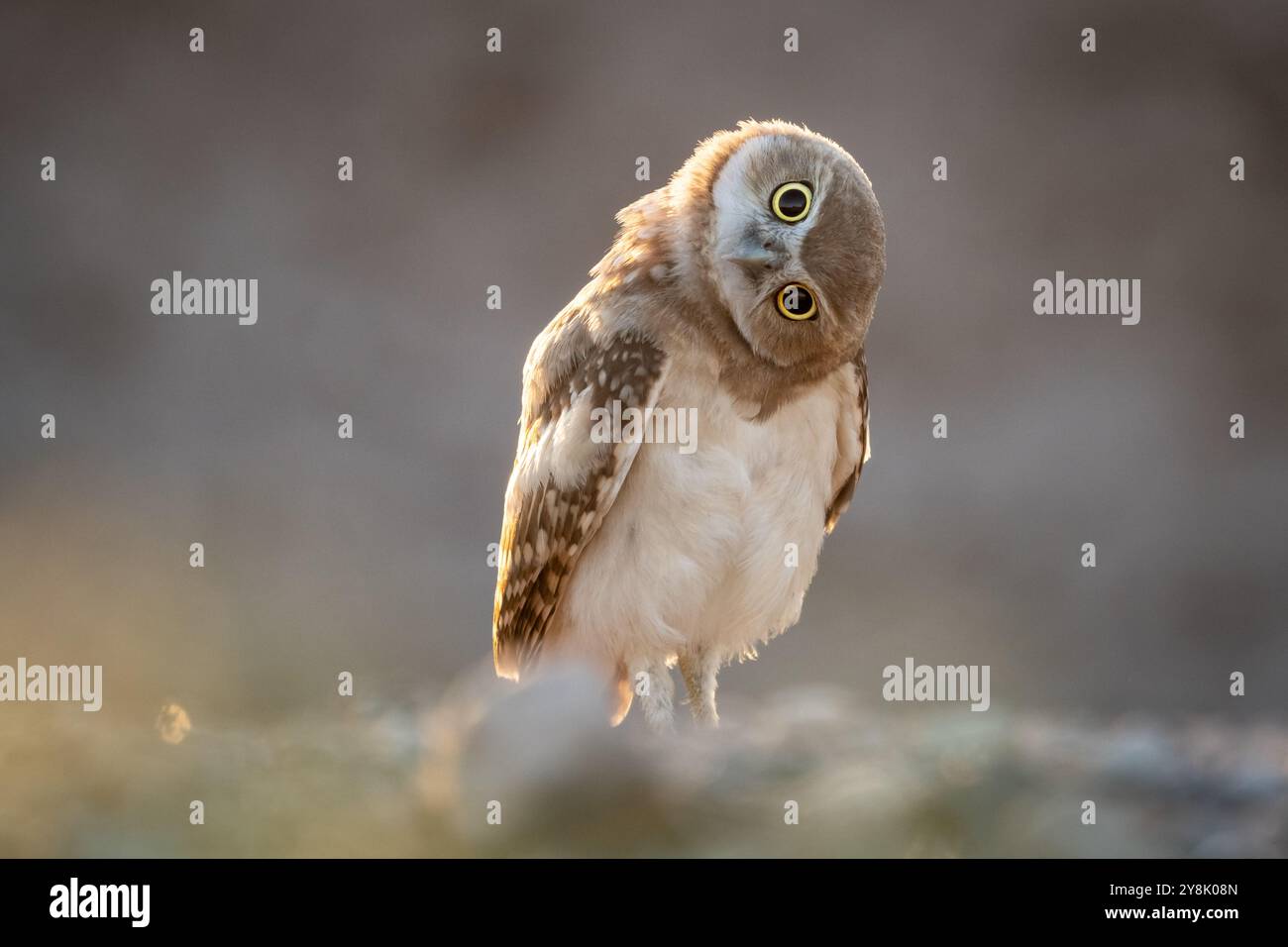 Single burrowing owl chick tilts head while making eye contact Stock ...