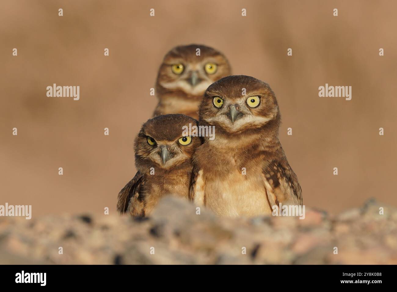 A trio of burrowing owls chicks look out from burrow Stock Photo - Alamy