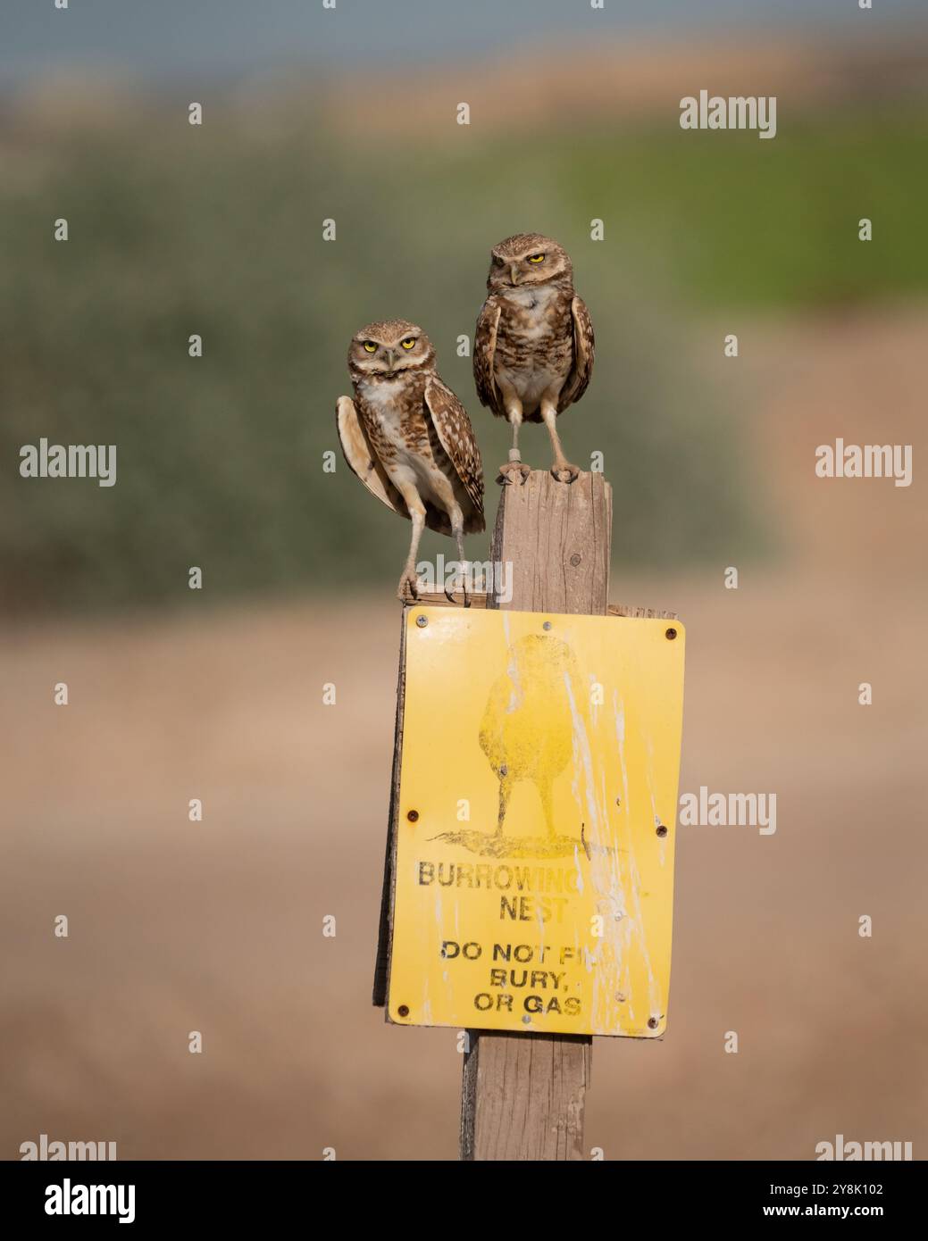 A pair of burrowing owls perch on a do not bury sign, Salton Sea ...