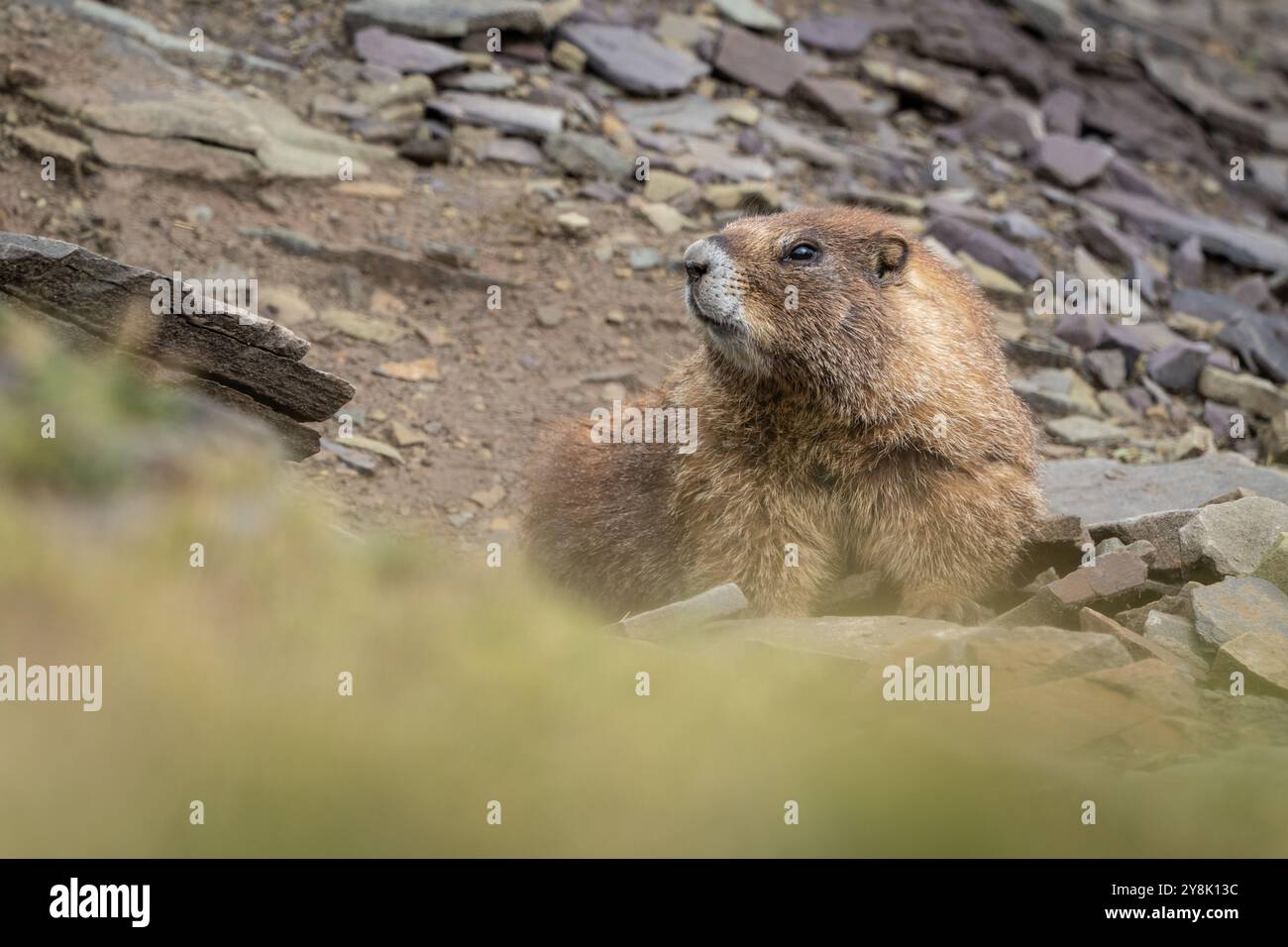 Yellow bellied marmot in rocky hi-res stock photography and images - Alamy
