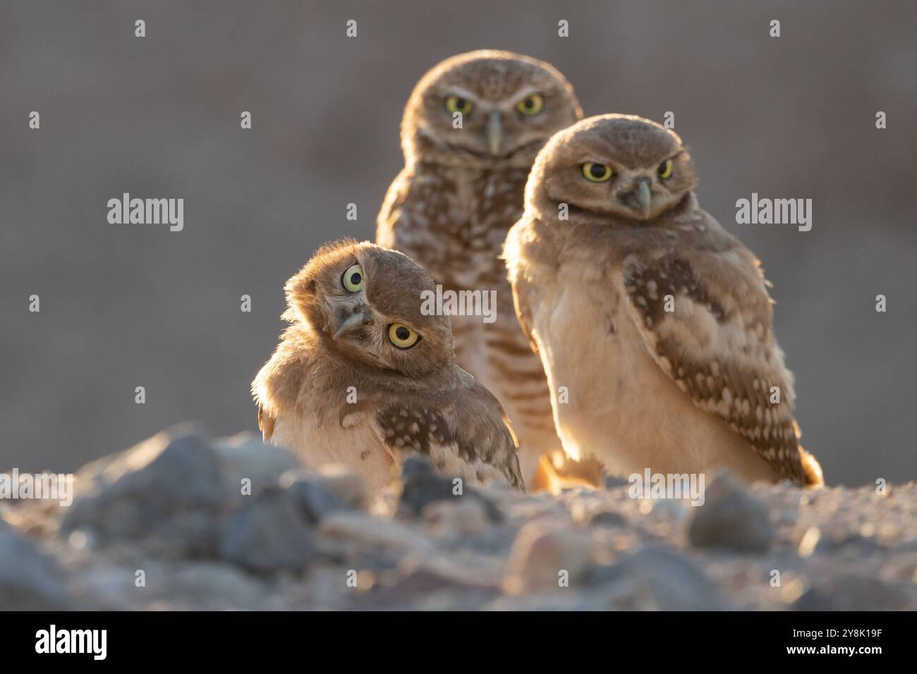 A trio of burrowing owls, Salton Sea, California Stock Photo - Alamy