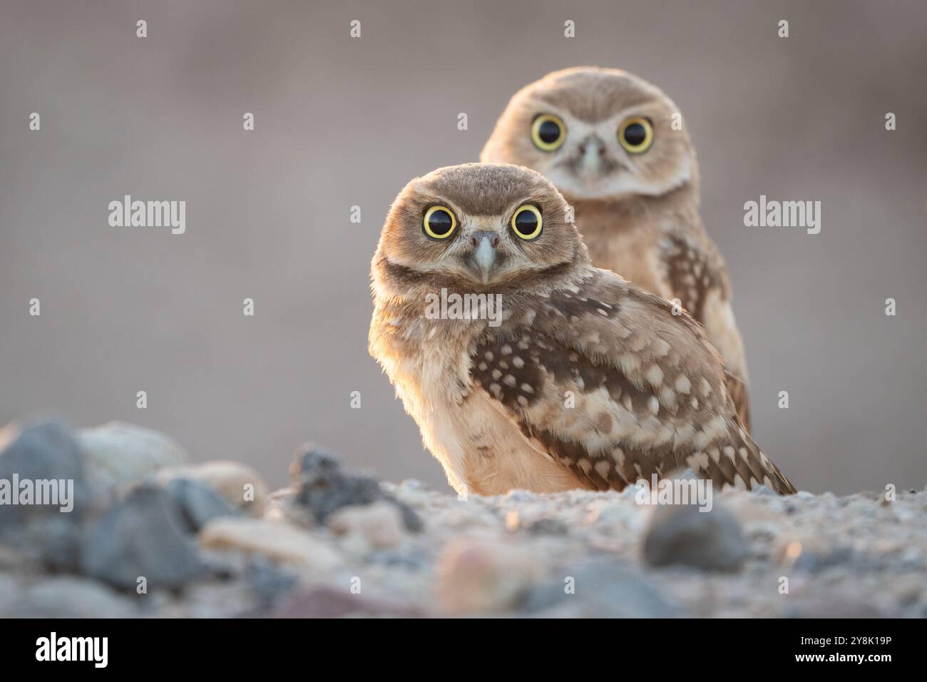 A pair of burrowing owls, Salton Sea, california Stock Photo - Alamy