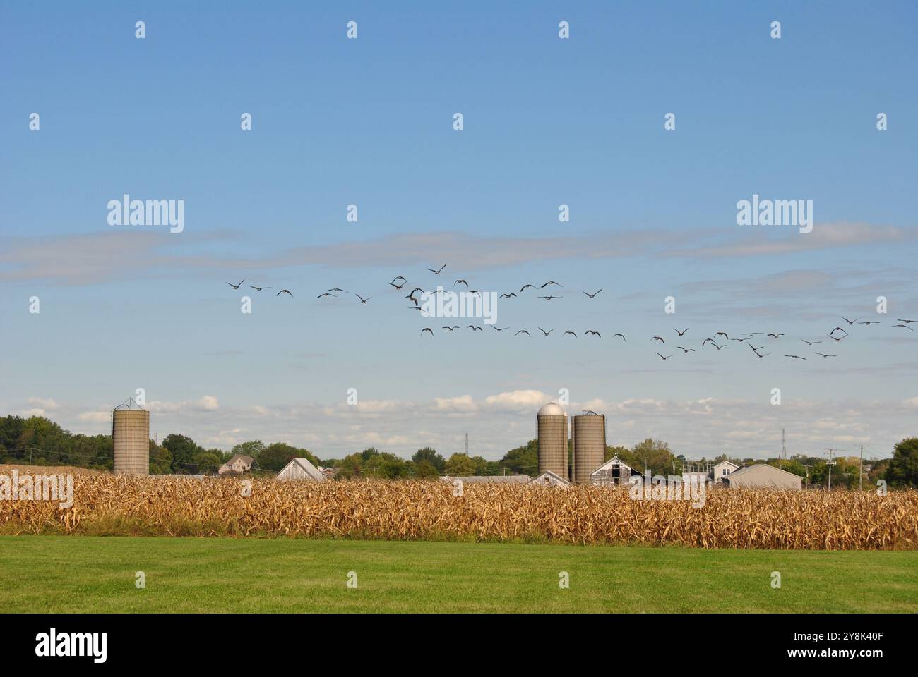 Flock geese flying over corn hi-res stock photography and images - Alamy