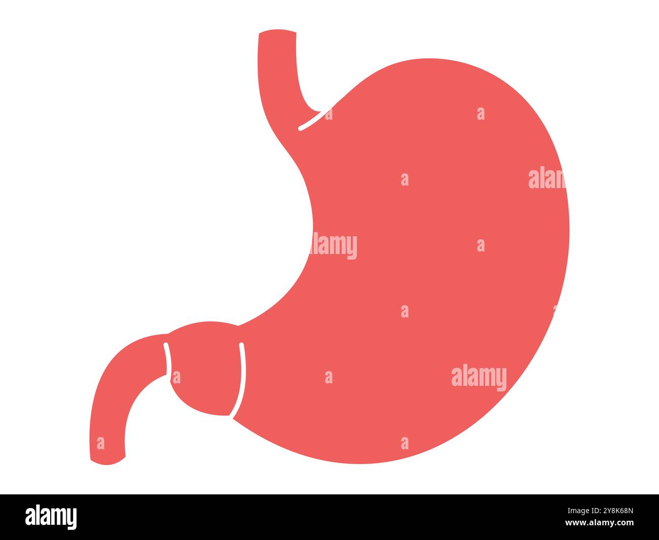 Stomach digestive human organ colored version anatomy science biology ...