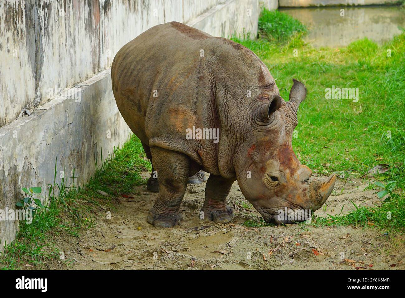 Javan rhino hi-res stock photography and images - Alamy