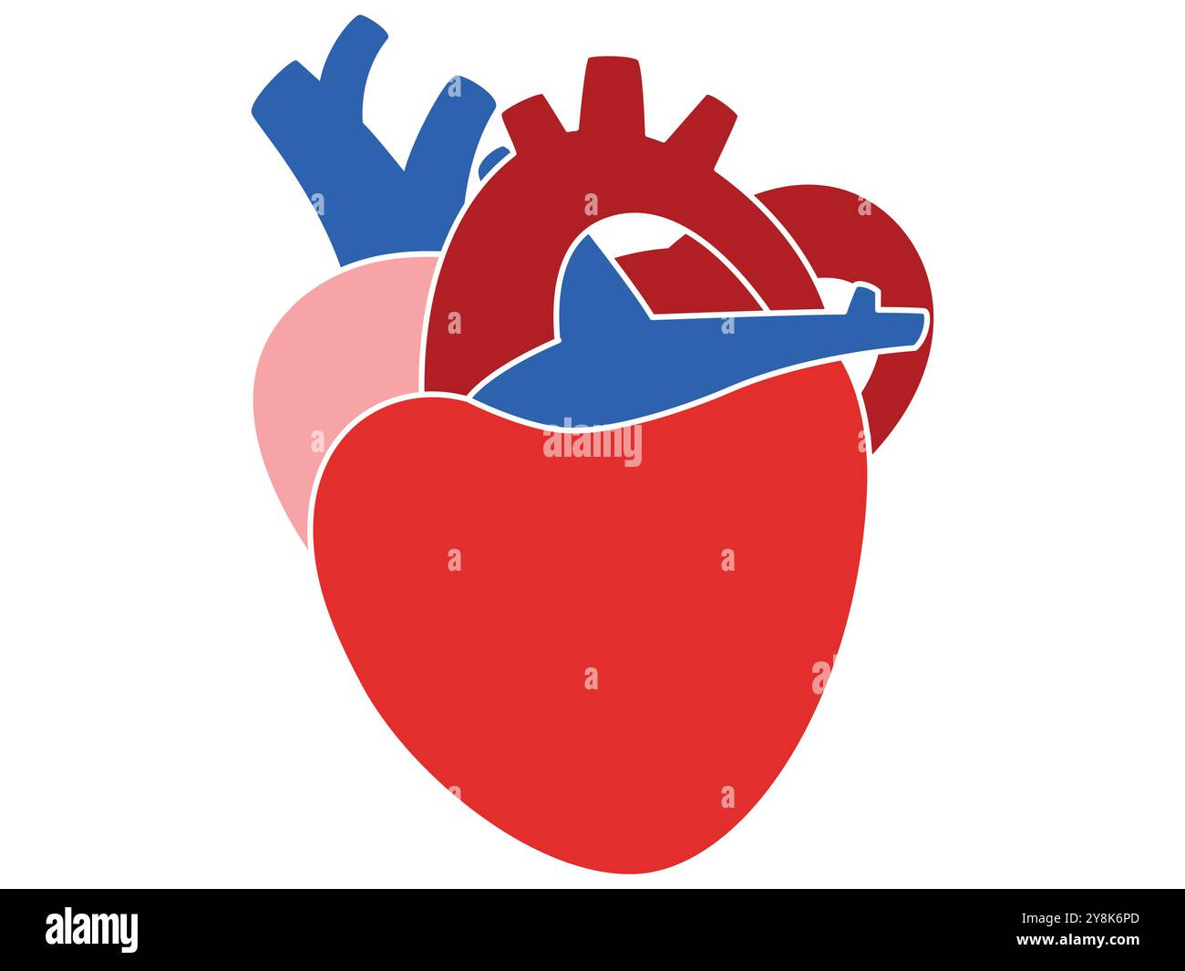 Heart cardiac human organ colored version anatomy science biology ...