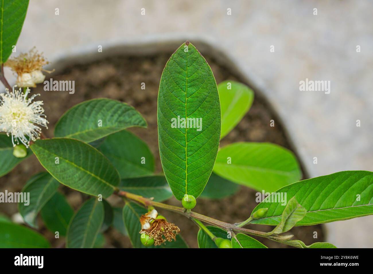 Green guava leaf branch with white guava flowers and inflorescence ...