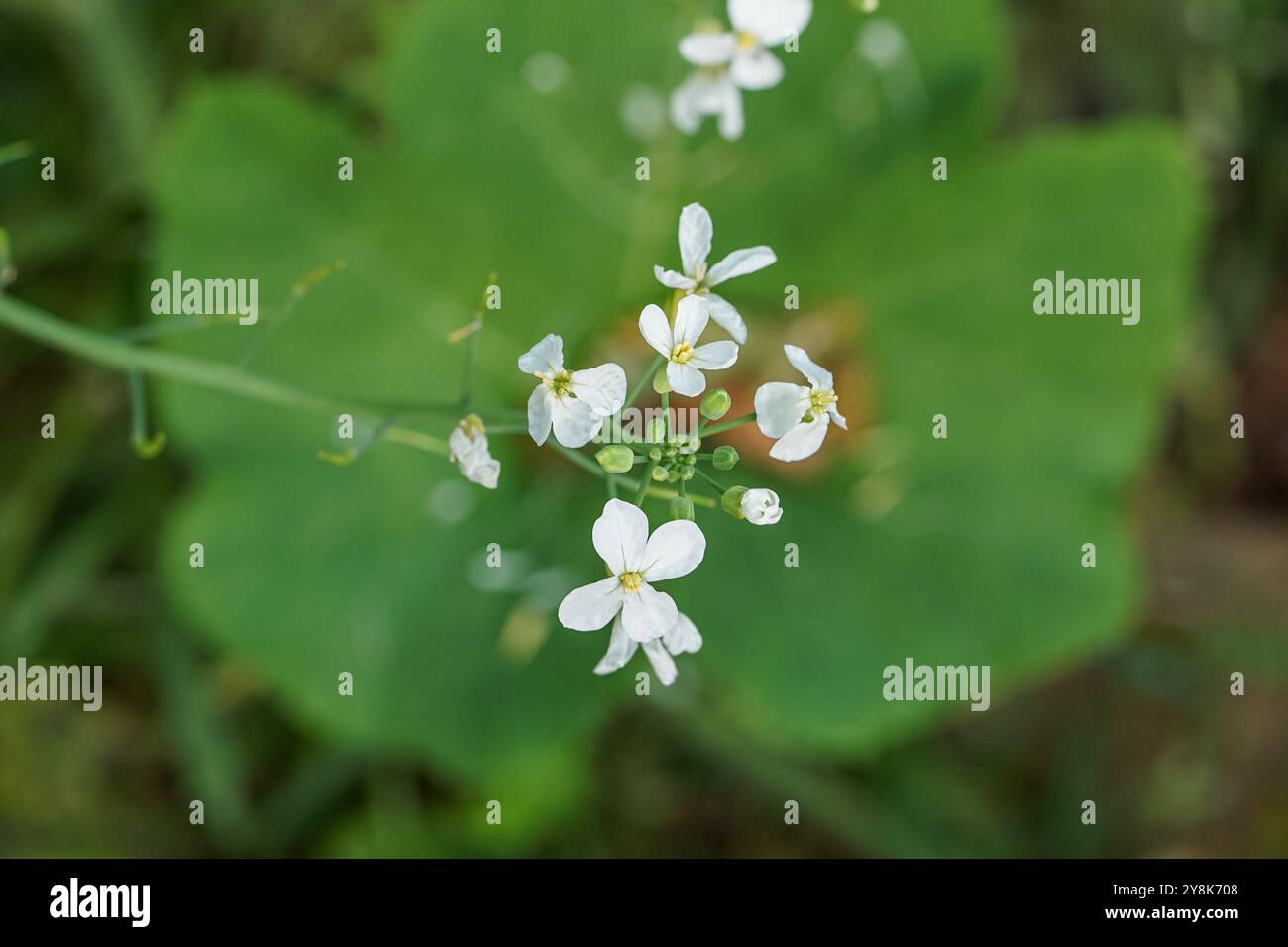 Close up view of arabidopsis thaliana flowers, Thale cress white ...