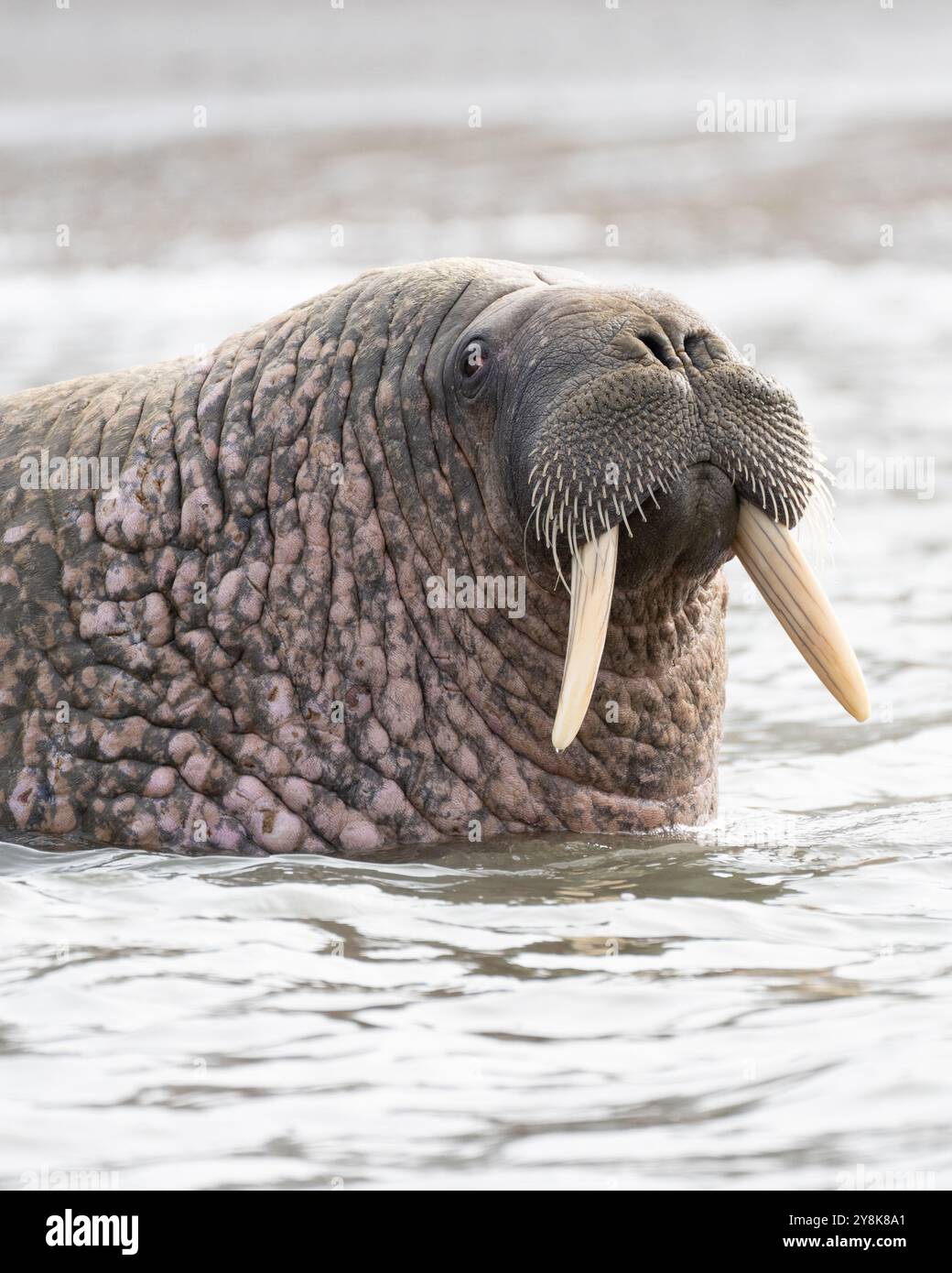 Close up of the head of a male walrus swimming in water in Svalbard ...