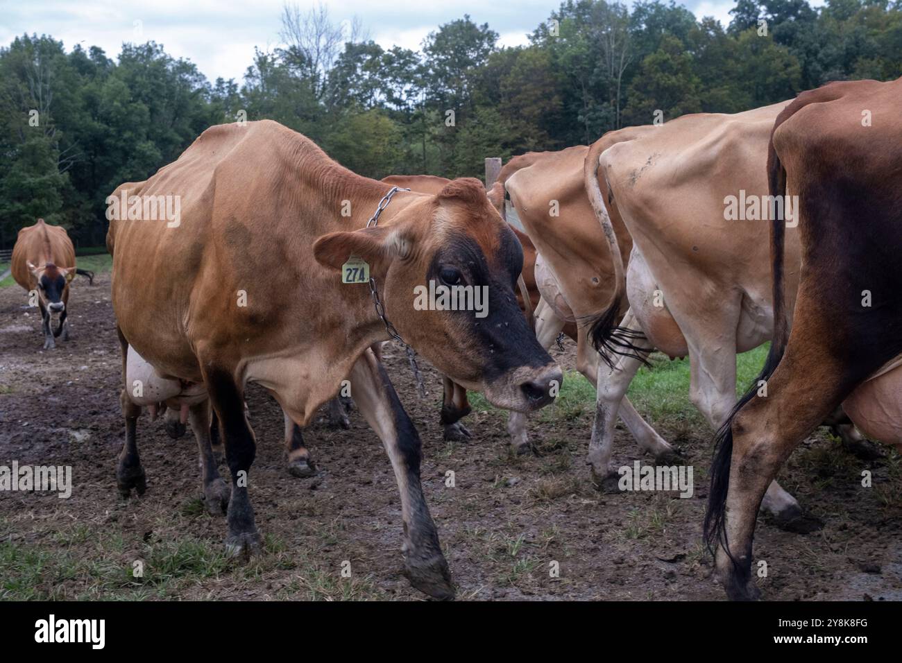 Pack dairy cows passing hi-res stock photography and images - Alamy