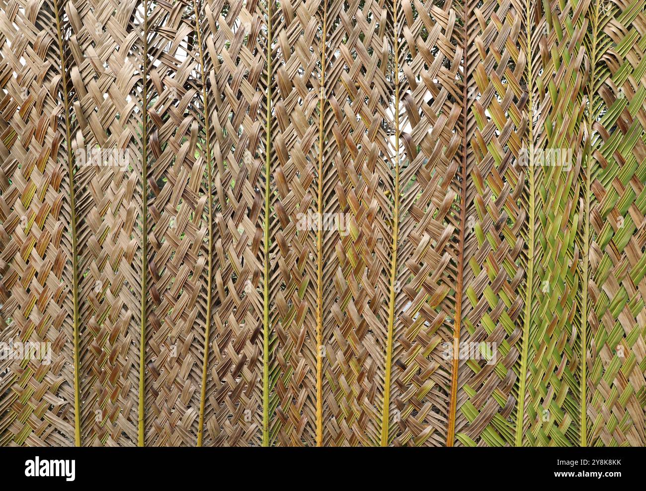 Woven coconut leaf hi-res stock photography and images - Alamy
