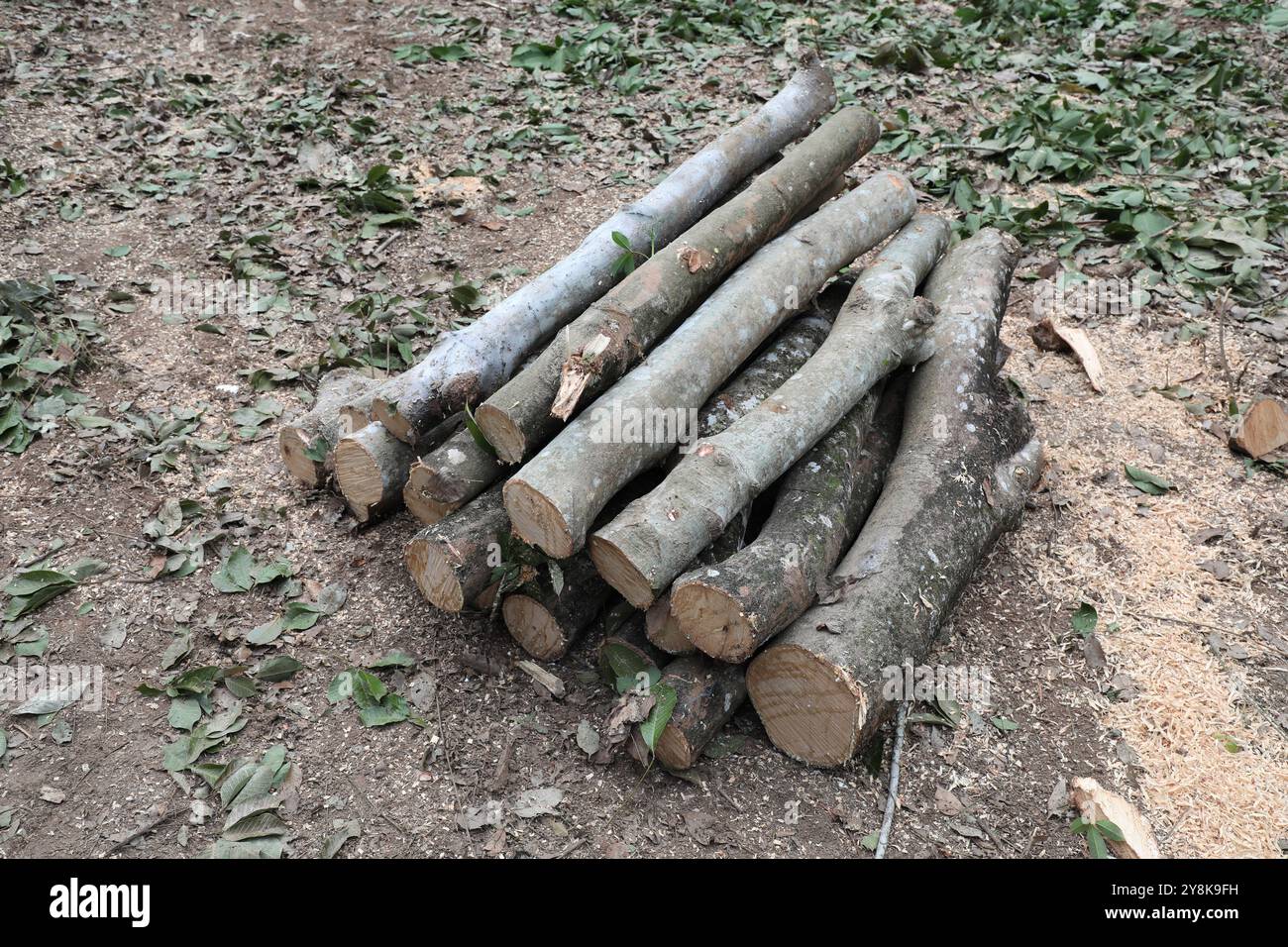 Pile of rubber tree logs Stock Photo - Alamy