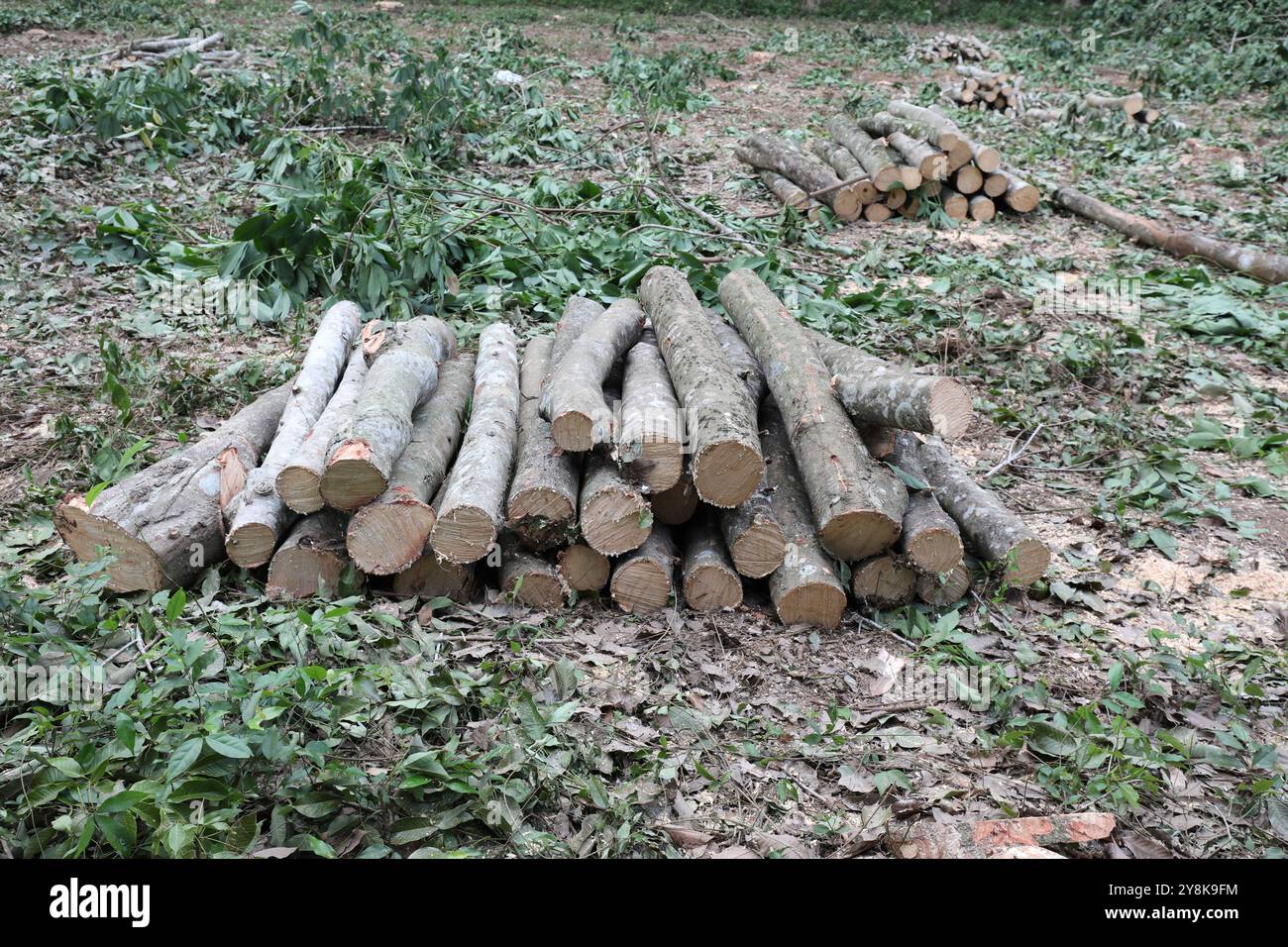Pile of rubber tree logs Stock Photo - Alamy