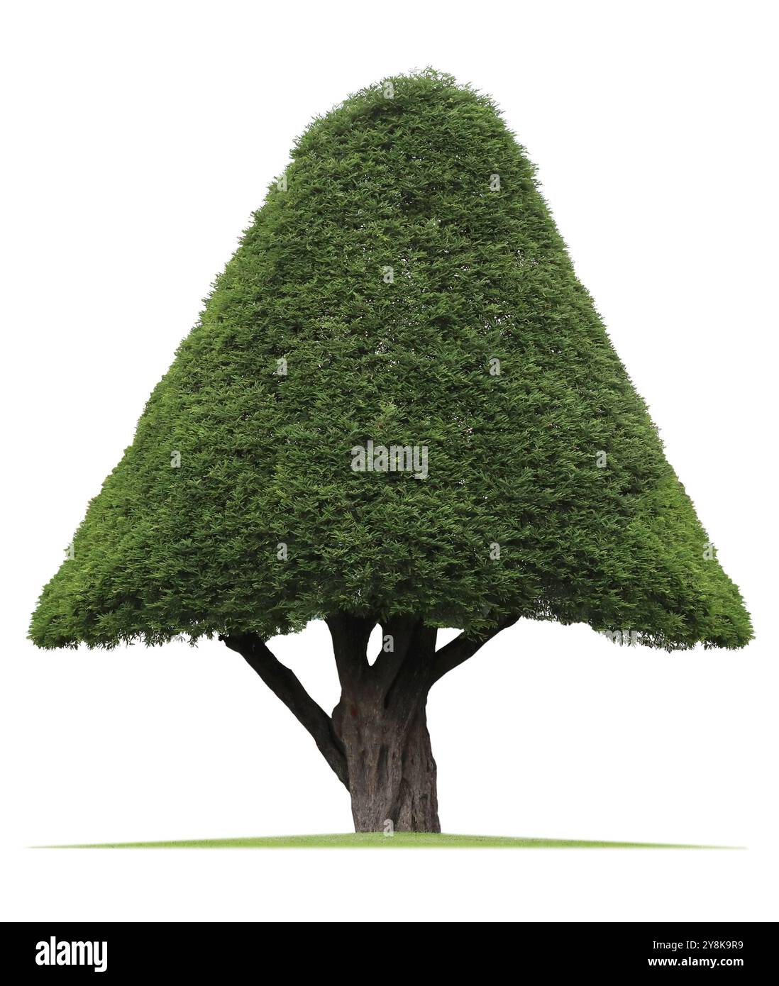 Large topiary tamarind tree isolated on white background Stock Photo ...