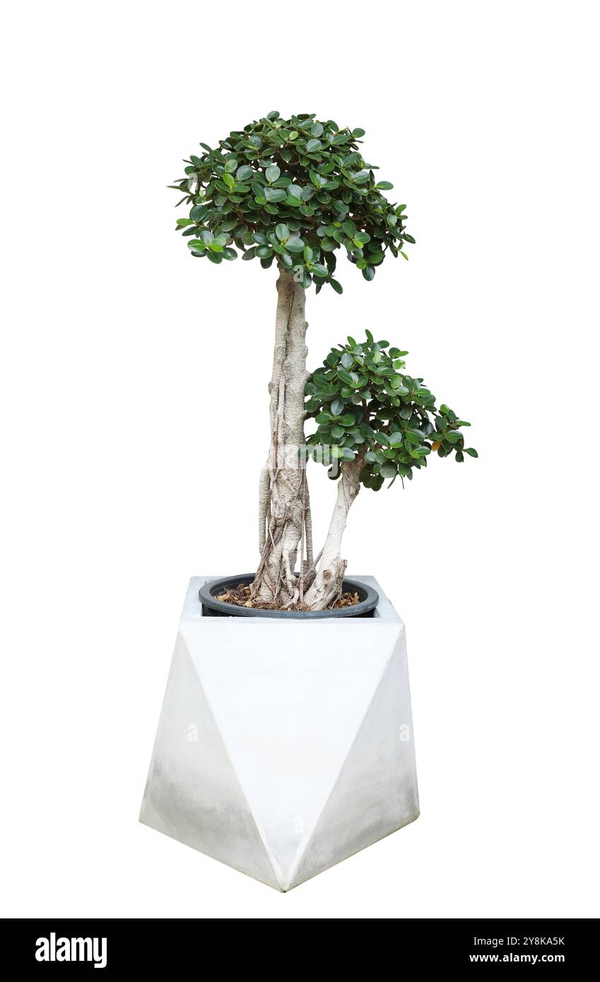 Banyan tree in cement pot isolated on white background Stock Photo - Alamy