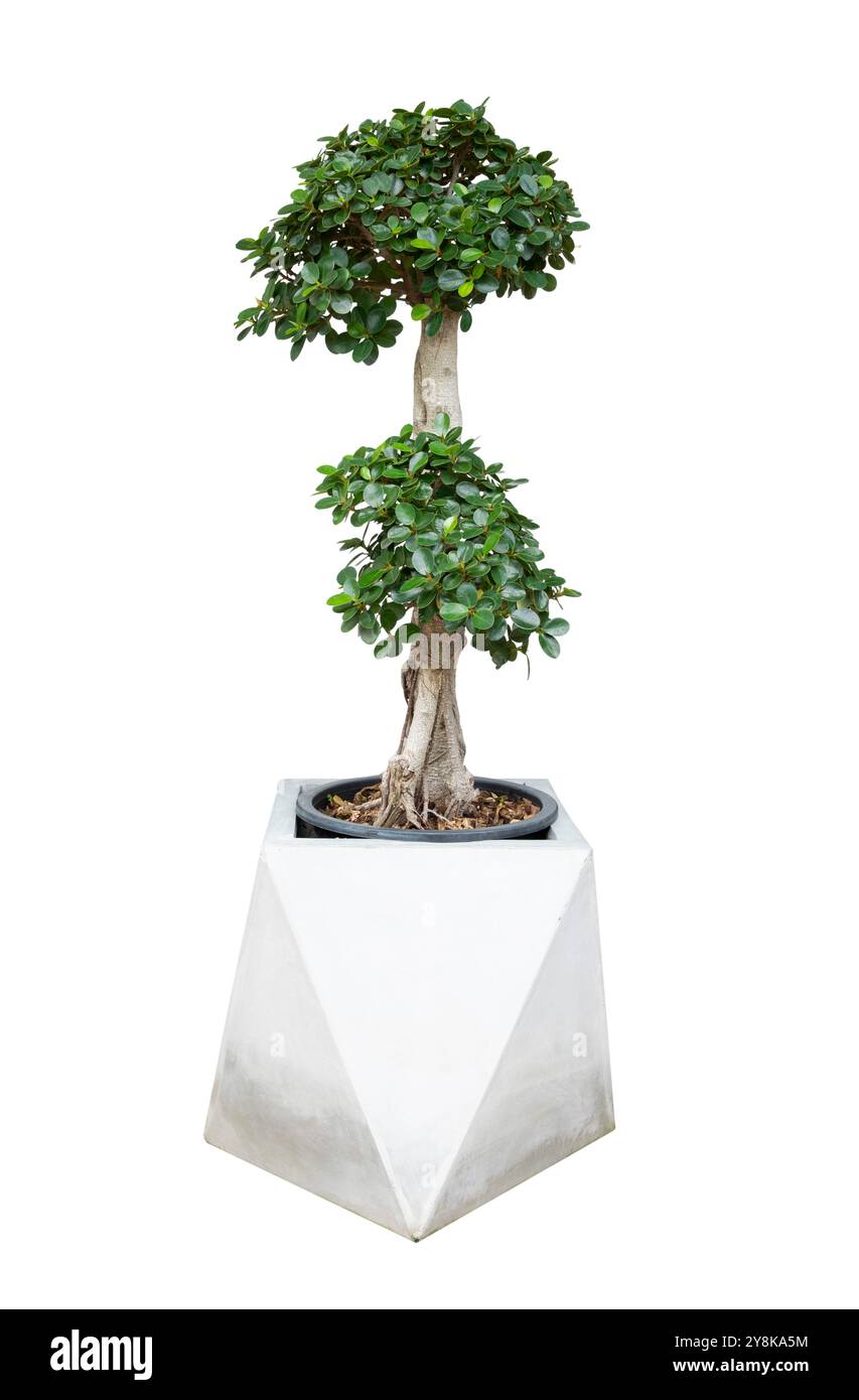 Banyan tree in cement pot isolated on white background Stock Photo - Alamy