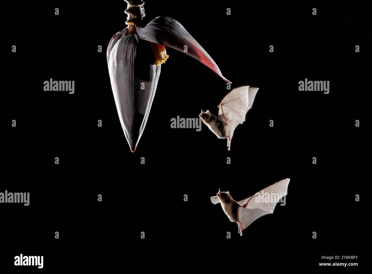 Costa rica nighttime bats hi-res stock photography and images - Alamy