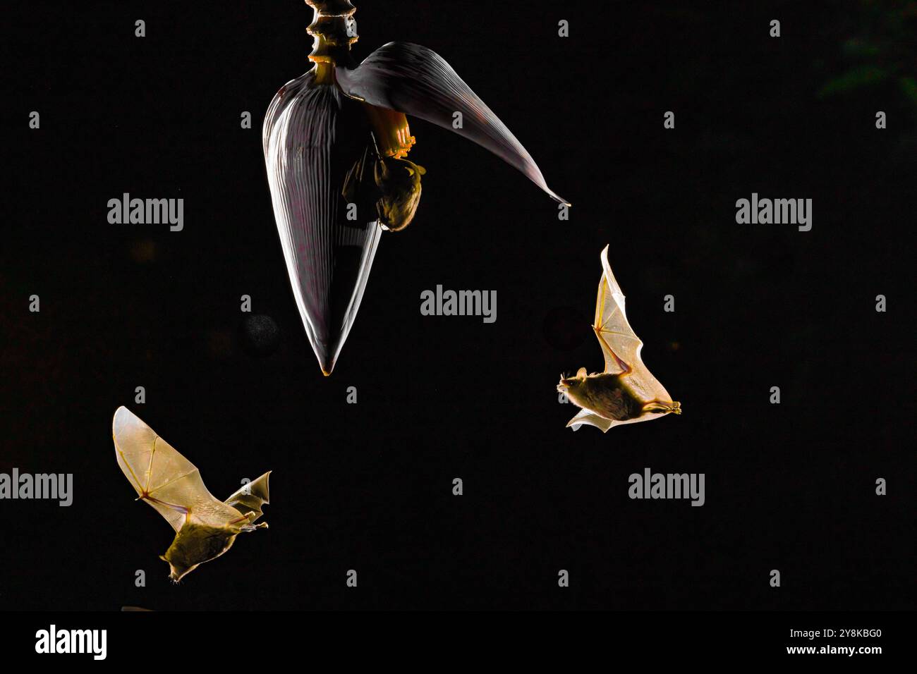 Orange Nectar Bat(s) (Lonchophylla robusta) of Costa Rica Stock Photo ...