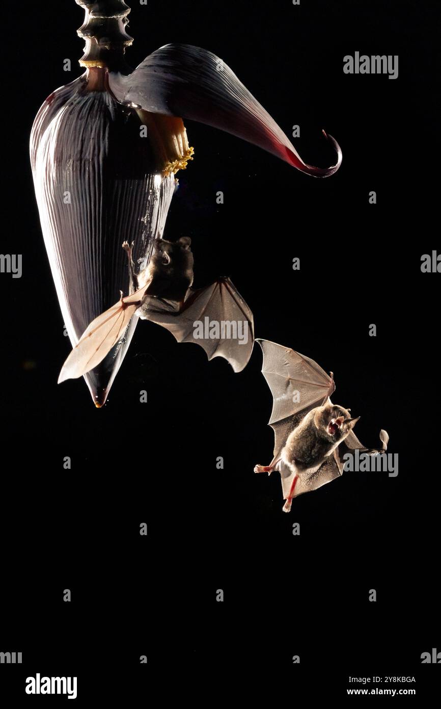 Costa rica nighttime bats hi-res stock photography and images - Alamy