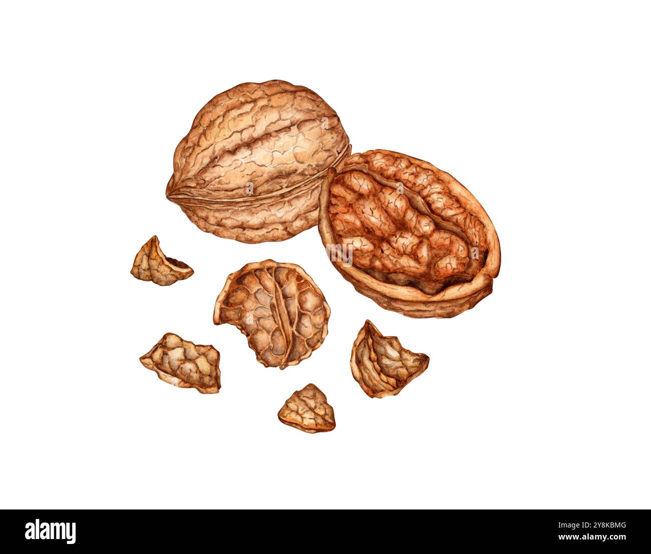 Whole walnut and half kernel with chopped shell watercolor illustration ...