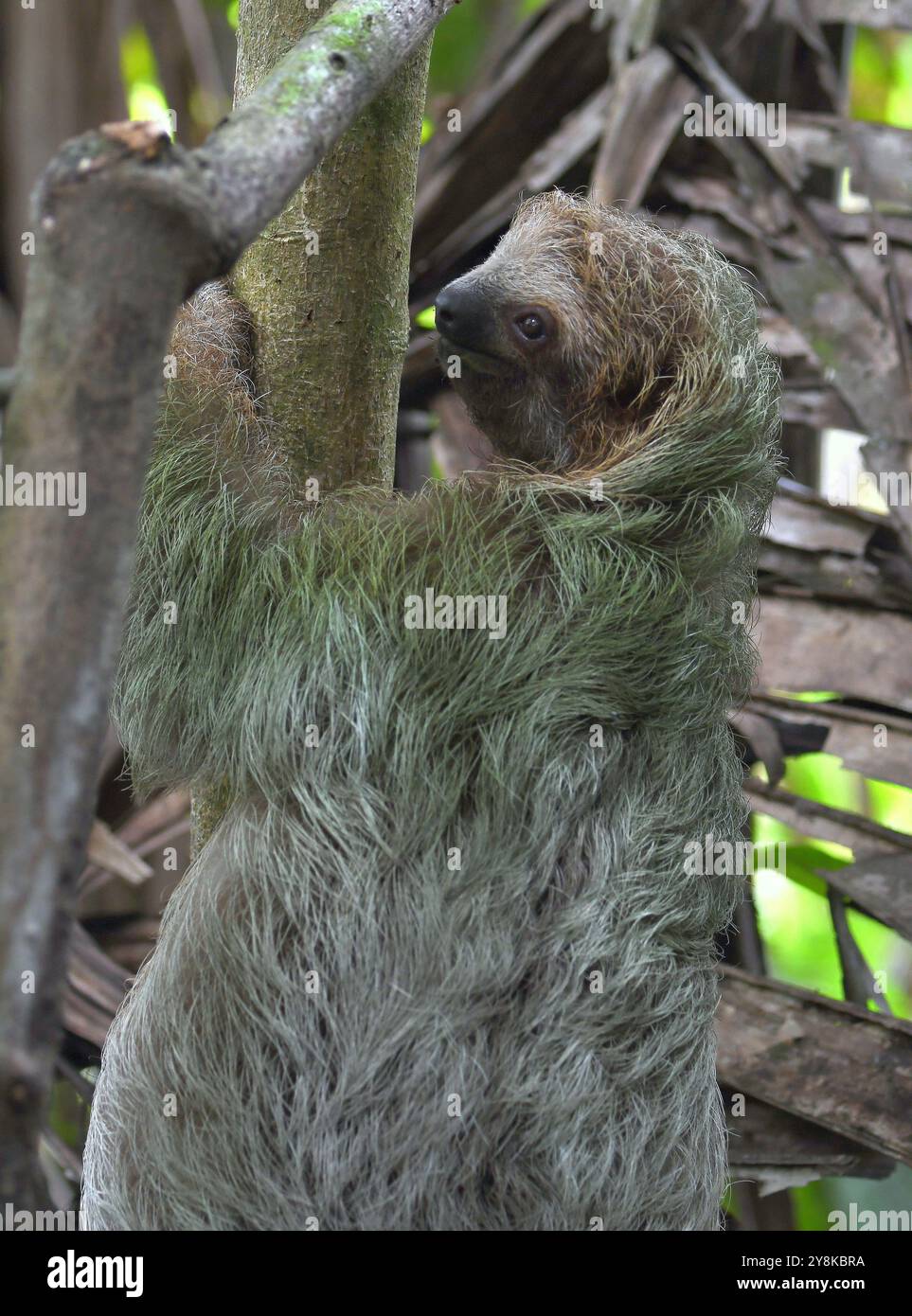 Brown-throated Three-toed Sloth (Bradypus tridactylus) of Costa Rica ...